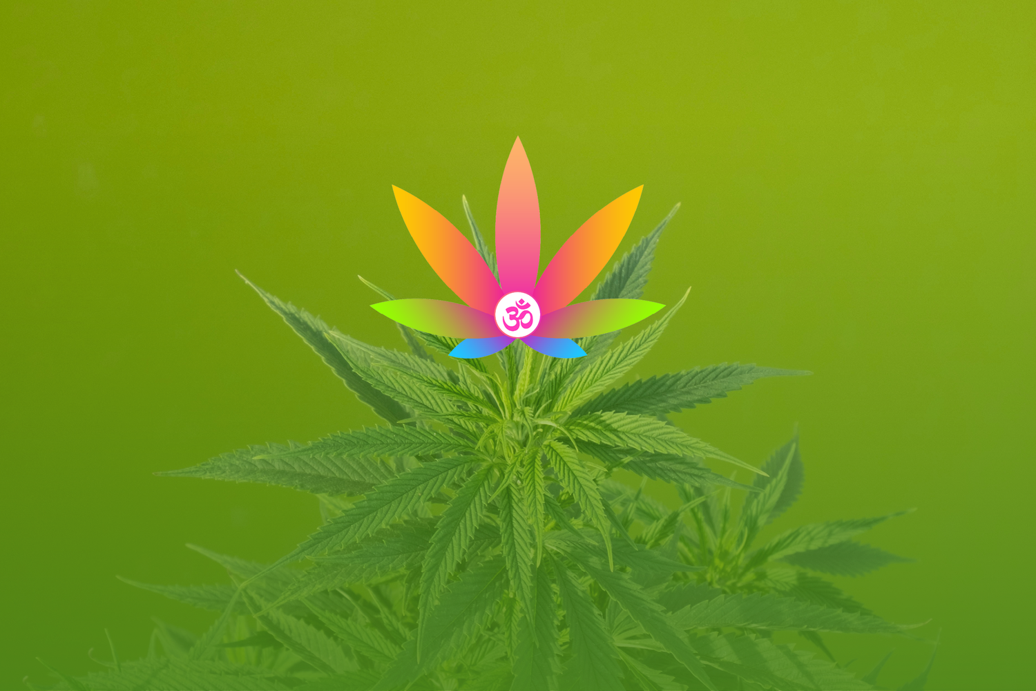 OmBaked CBD Boutique